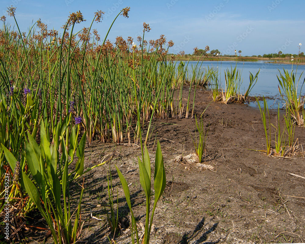 Soft-stem bulrush and pickerel weed grow along the edges of the ...