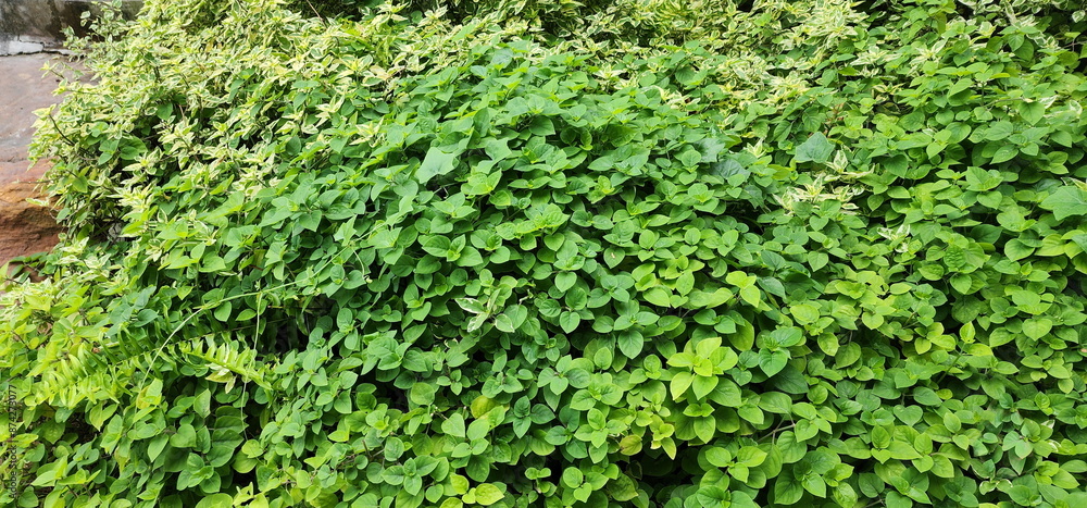 White spotted on the green leaves of the Ganges Primrose. Asystasia ...