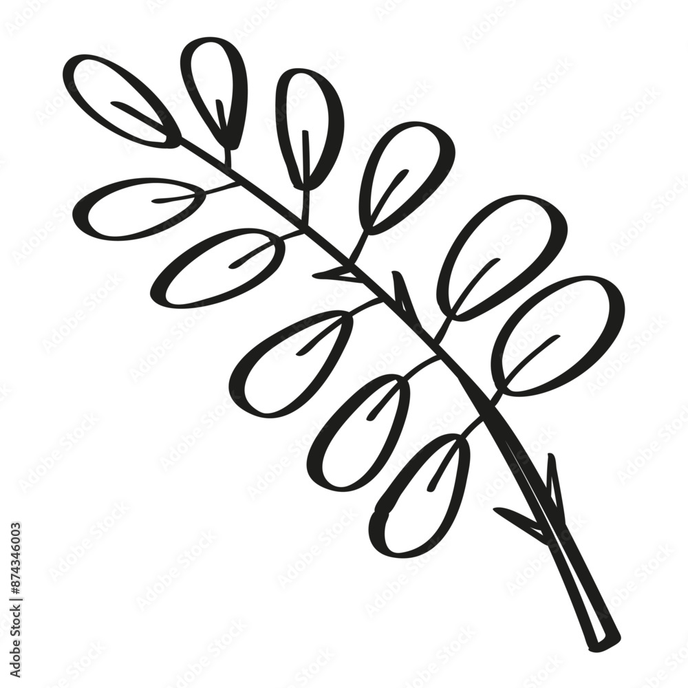 Autumn summer twig sprout of saphora plant with leaves and thorns drawn ...