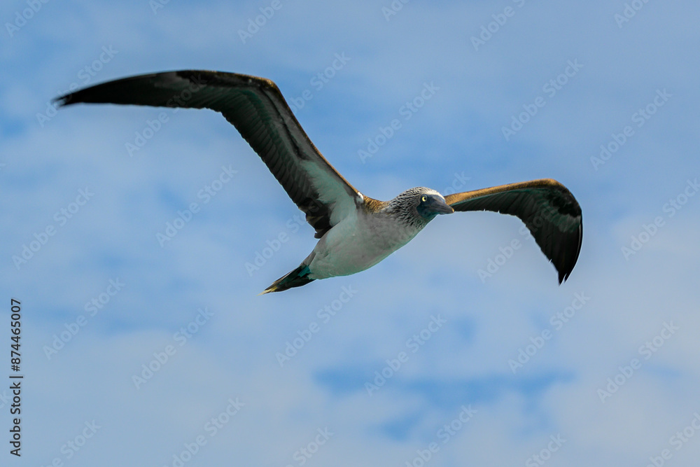 Piquero de patas azules en vuelo - Pájaro bobo de patas azules - Sula ...