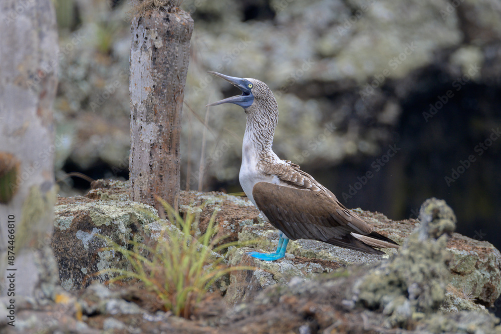 Piquero de patas azules - Pájaro bobo de patas azules - Sula nebouxii ...
