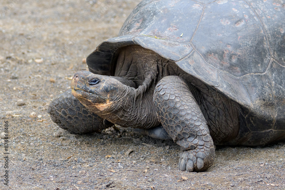 Poster Tortuga gigante de galápagos - Centro de Crianza - Isla Isabela ...