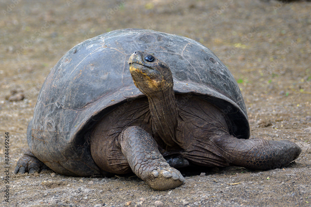 Poster Tortuga gigante de galápagos - Centro de Crianza - Isla Isabela ...