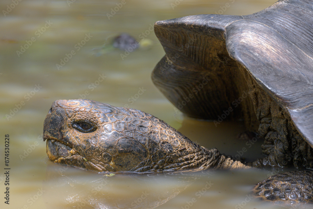 Plakát Tortuga gigante de galápagos - Galapaguera de Cerro Colorado ...
