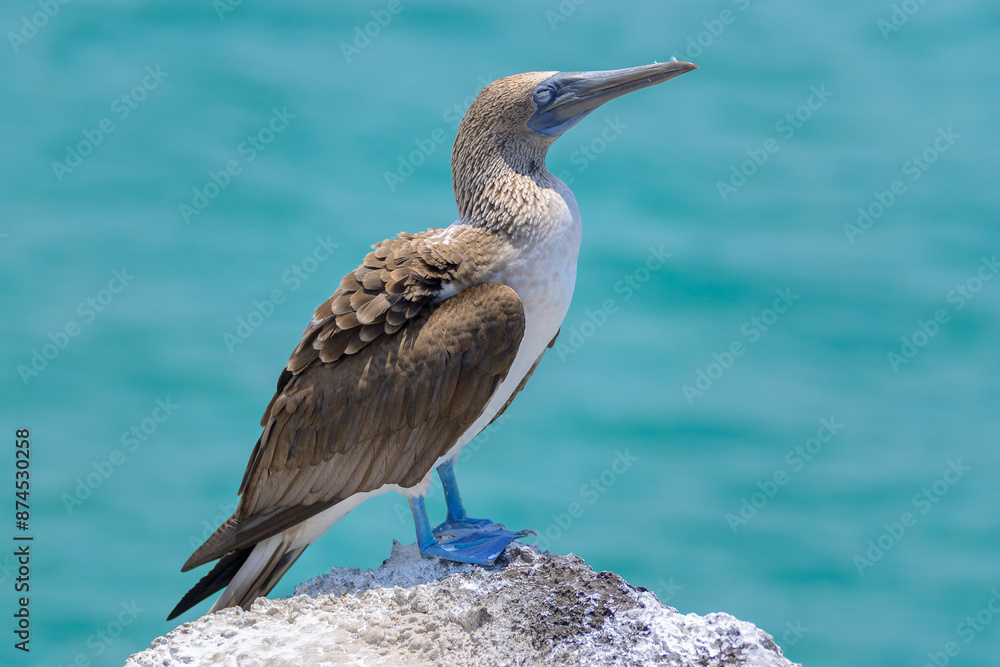 Piquero de patas azules - Pájaro bobo de patas azules - Sula nebouxii ...