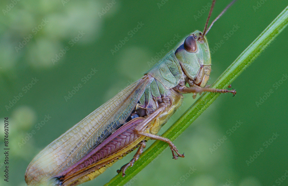 Grasshopper. It has long hind legs and short antennae, which are ...