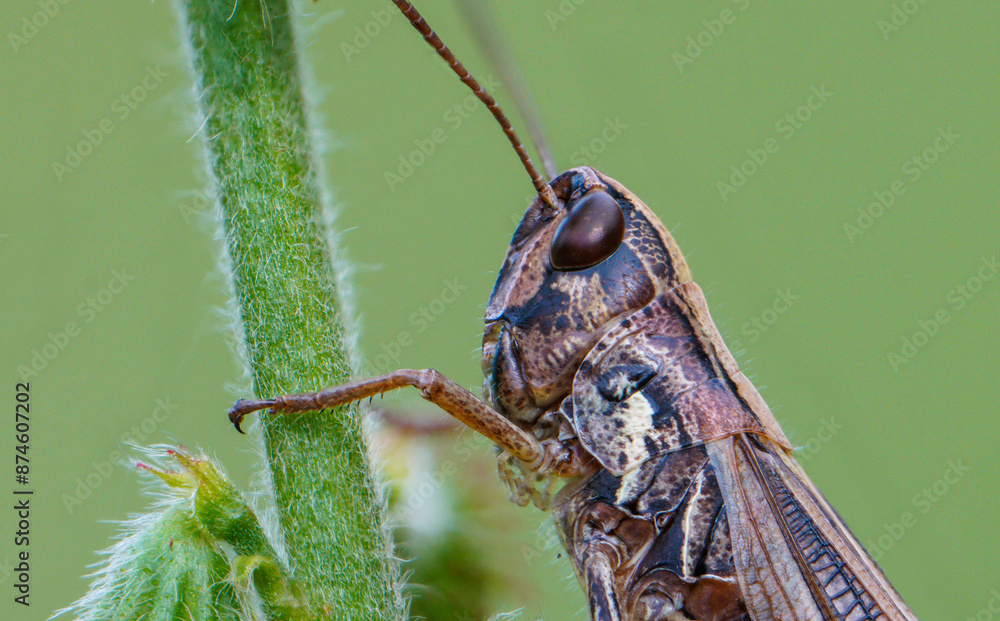 Grasshopper. It has long hind legs and short antennae, which are ...