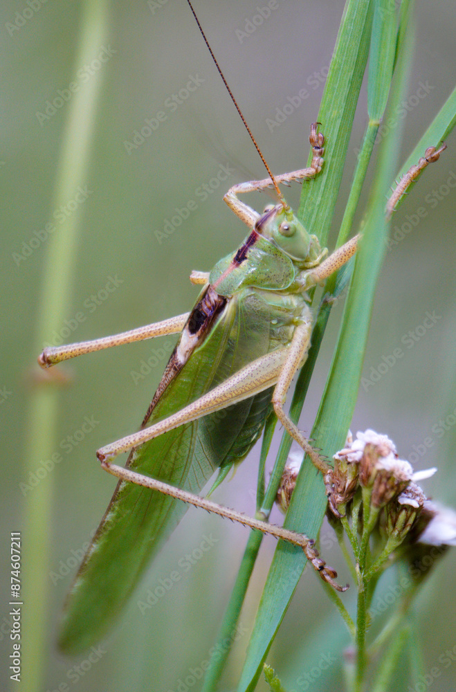 Grasshopper. It has long hind legs and short antennae, which are ...