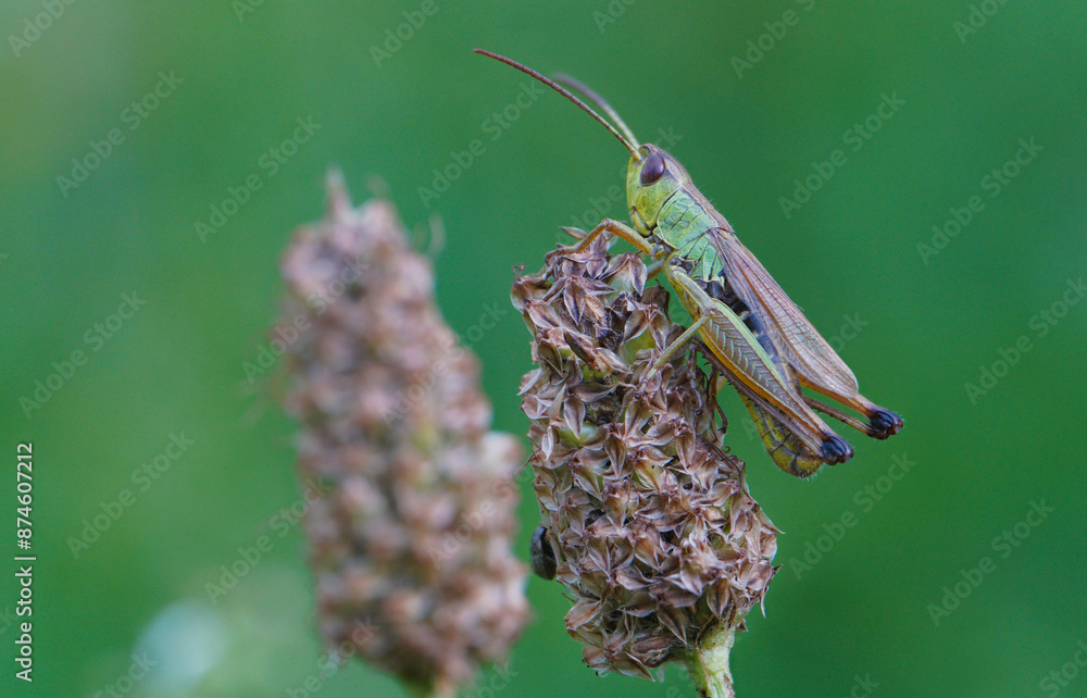 Foto de Grasshopper. It has long hind legs and short antennae, which ...
