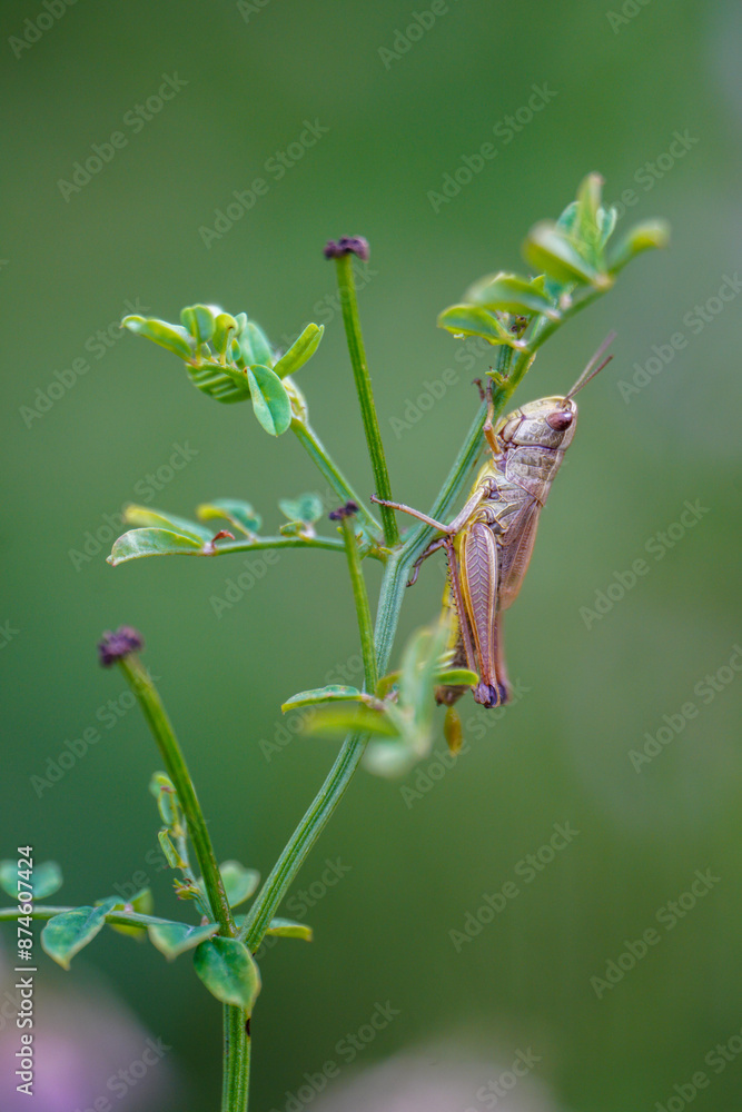 Grasshopper. It has long hind legs and short antennae, which are ...