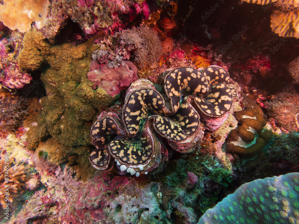 Colorful Fluted Giant Clam (Tridacna squamosa) nestled in vibrant coral ...
