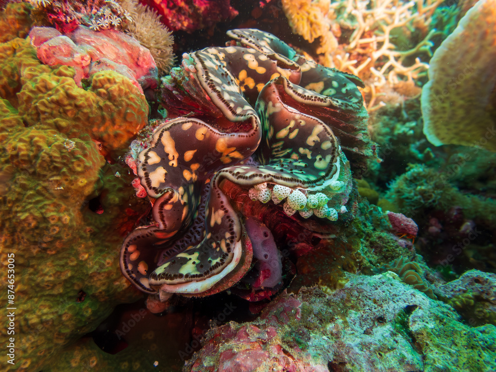 Colorful Fluted Giant Clam (Tridacna squamosa) nestled in vibrant coral ...