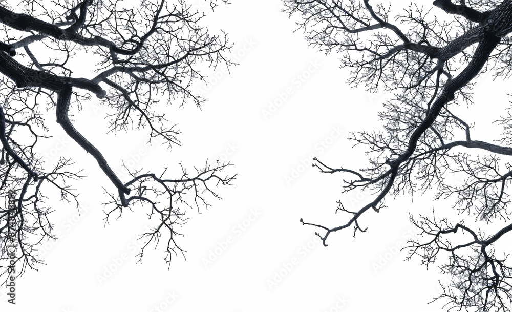 Abstract shadows of leaves on a white background banner with copy space ...