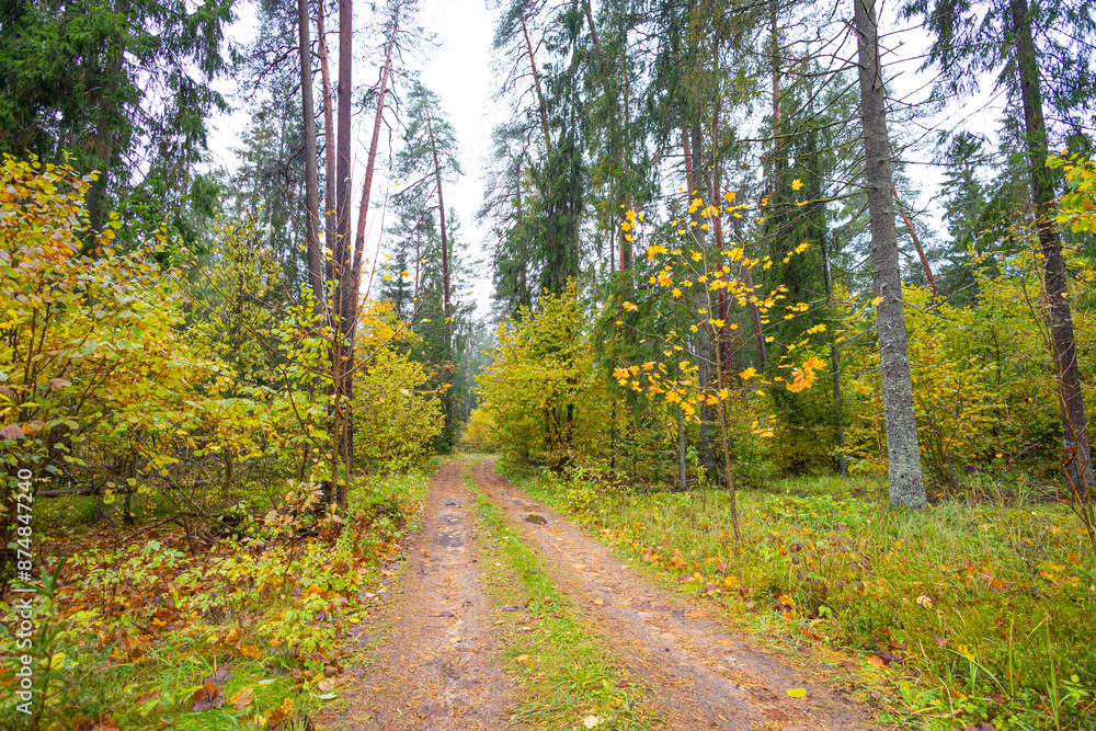Beautiful small forest road surrounded by autumn nature. Natural fall ...