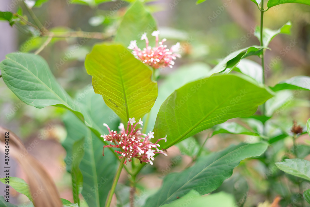 Clerodendrum quadriloculare, known as the bronze-leaved clerodendrum ...