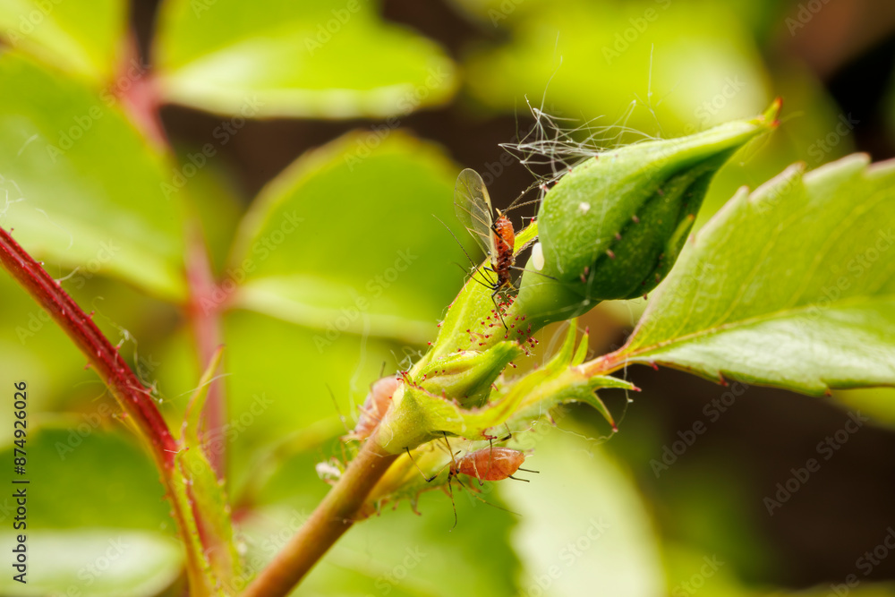 Vue macro d'une colonie de pucerons sur une plante dans un jardin ...