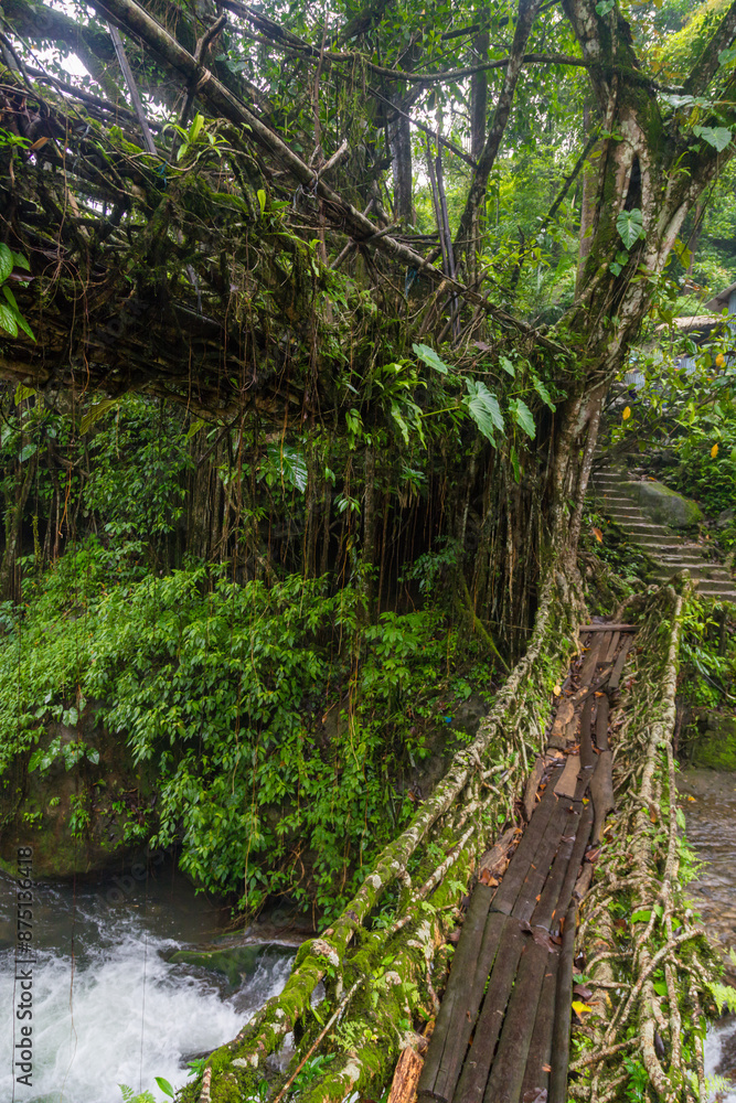 Double decker living root bridge in nongriat village in cherrapunjee ...