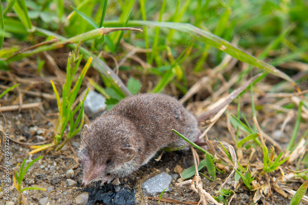 Eurasian pygmy shrew (Sorex minutus) mouse in natural habitat. This is ...