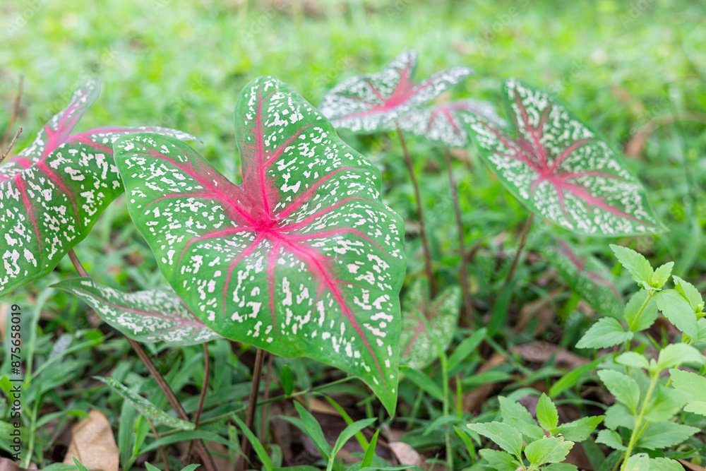 heart-shaped leaves of Caladium bicolor, in the natural garden, its ...