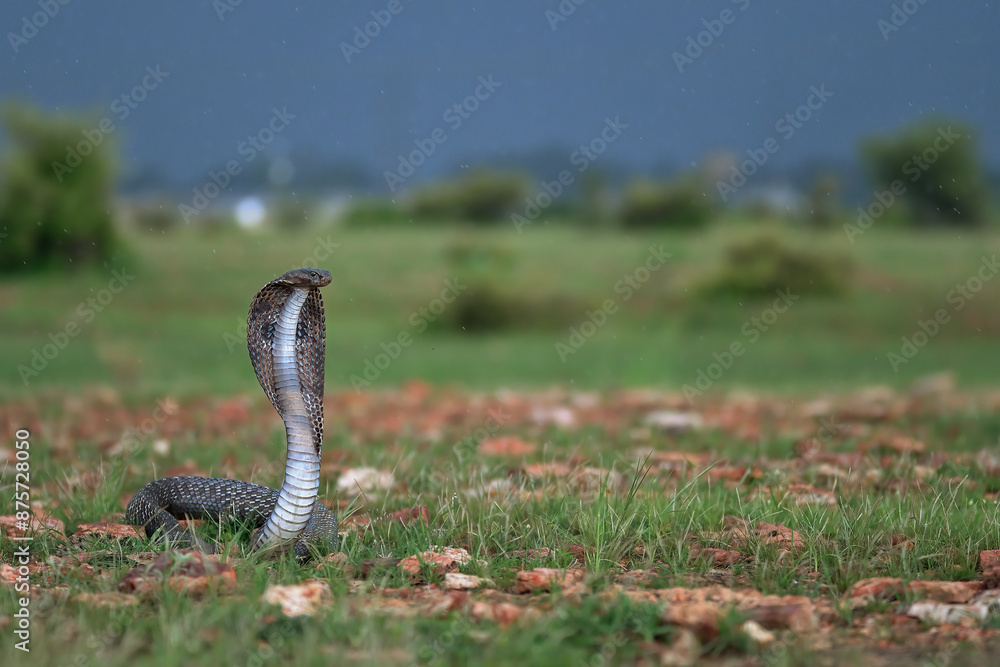 The Indian cobra (Naja naja), also known commonly as the spectacled ...