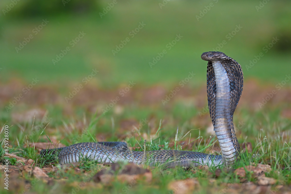 The Indian cobra (Naja naja), also known commonly as the spectacled ...
