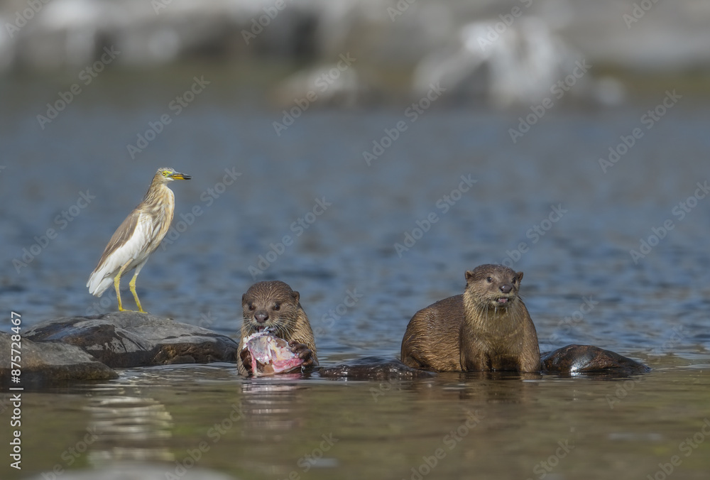 Smooth-coated Otter is a freshwater otter species from regions of South ...
