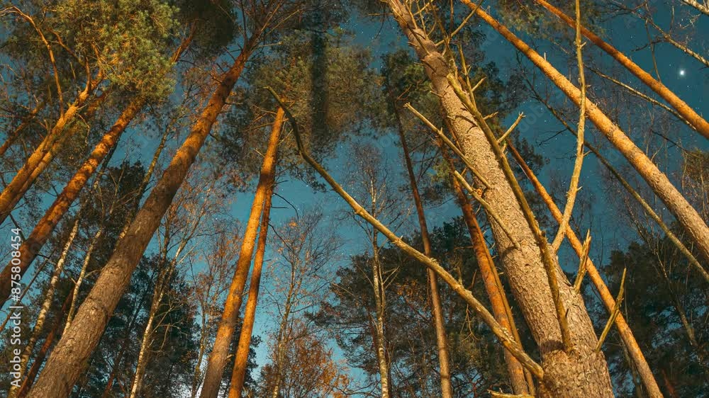 Slider shot motion. Bottom view. Trees trunks and deep dark night sky ...
