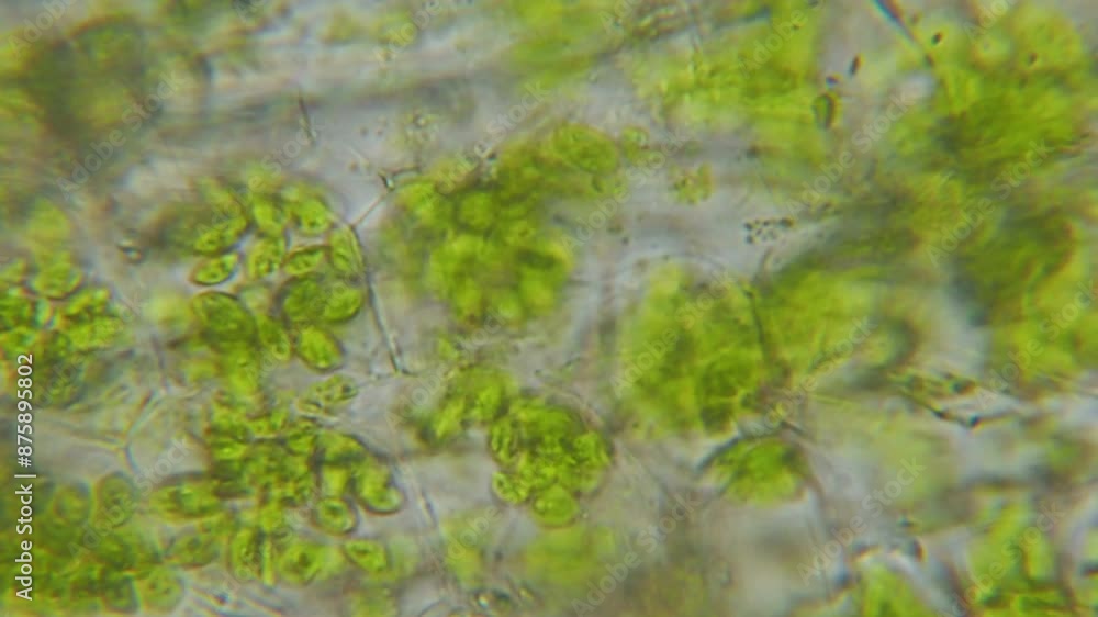 Chloroplast under microscope. Cell division. Cell Structure With Live ...