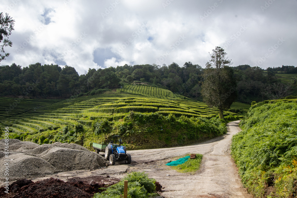 Azores, Tea cultivation terrace. Cultivation of thea in Azores Islands ...