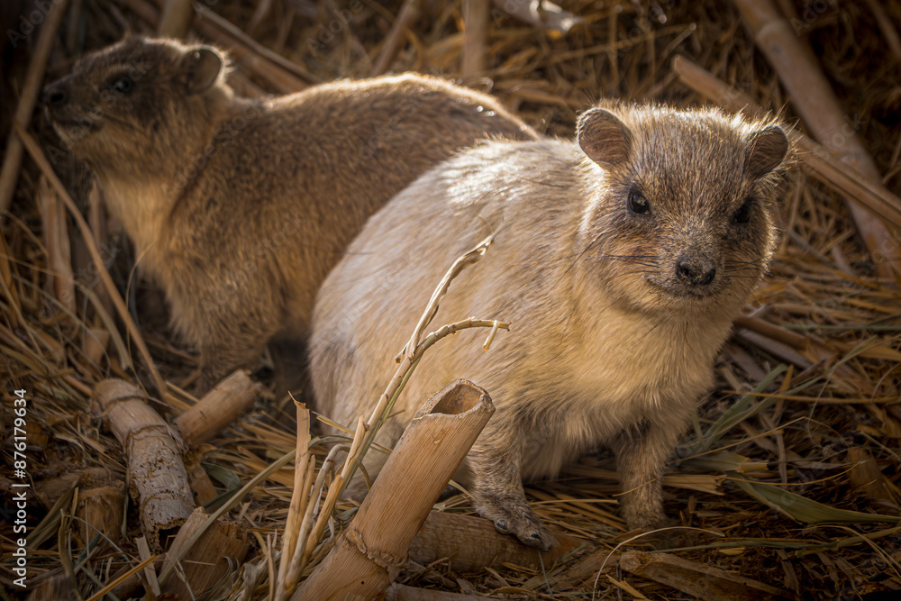 The closeup portrait of a desert rodents, a rock hyraxes, living in the ...