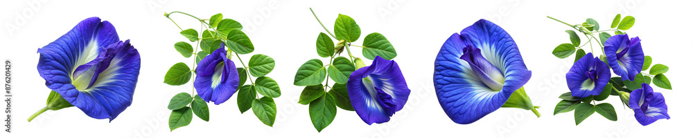 Butterfly pea blue flowers or Clitoria ternatea set isolated on ...