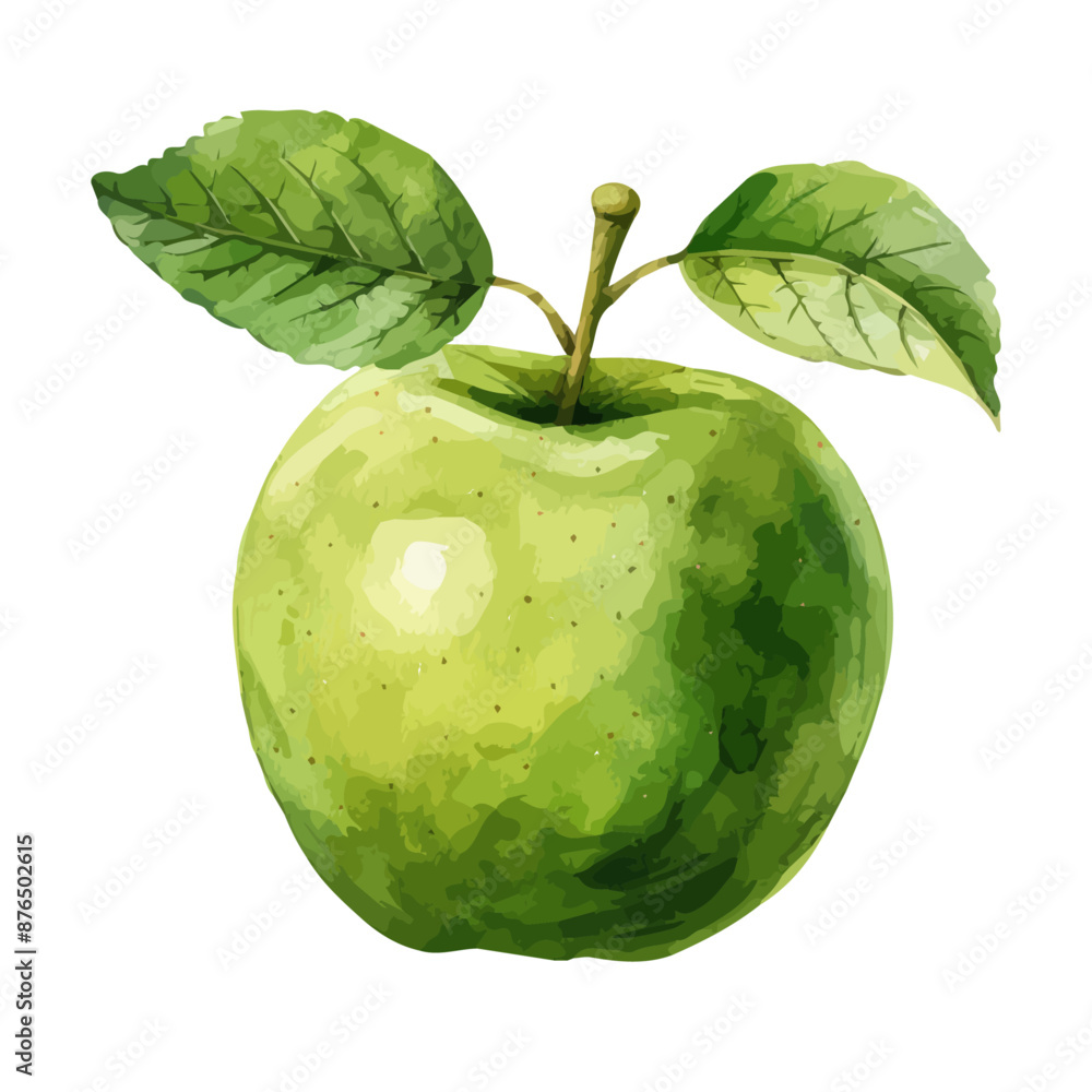 Watercolor Illustration vector of a green apple, isolated on a white ...