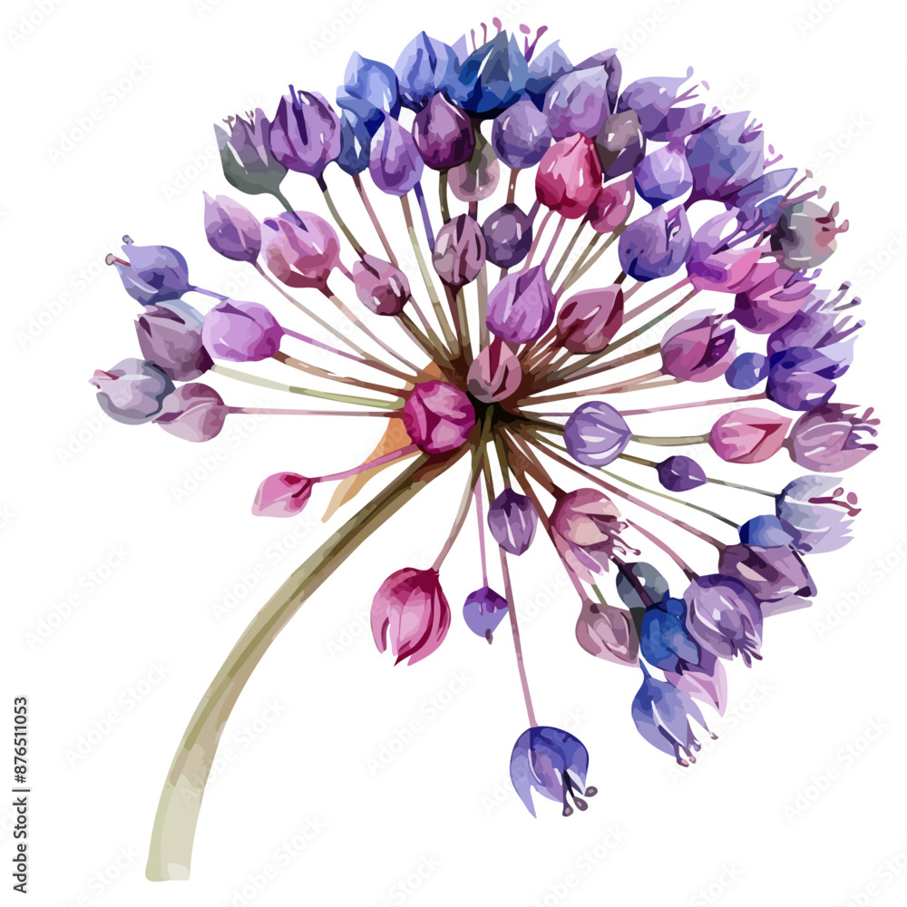 Watercolor painting vector of Allium flower, isolated on a white ...