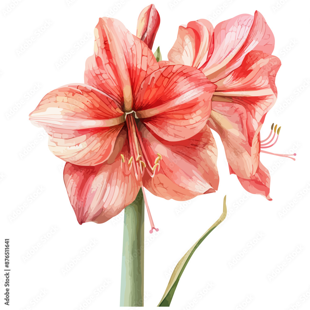 Watercolor painting vector of an Amaryllis flower, isolated on a white ...