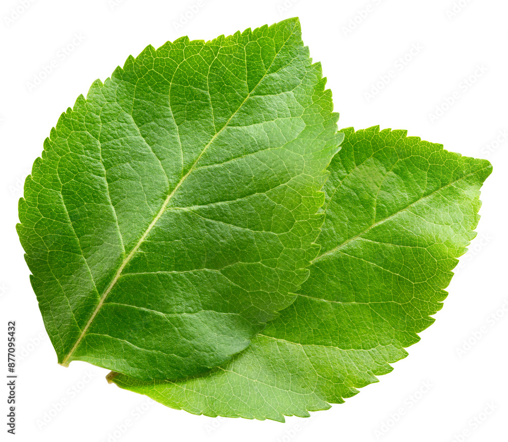 Apple leaf isolated png. Apple leaves on transparent background. PNG ...