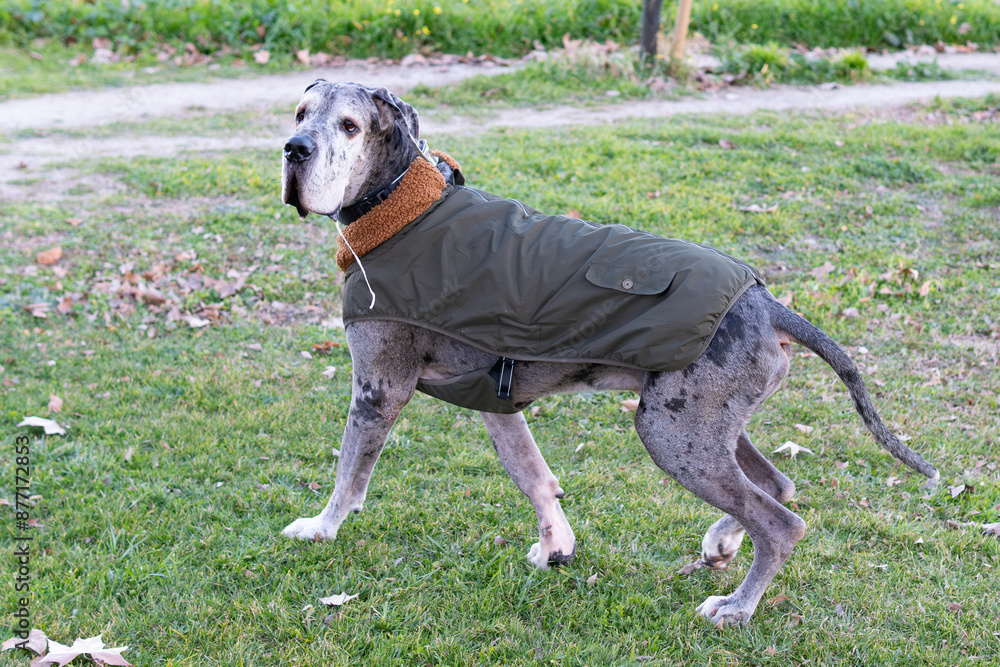 Giant Great Dane dog bundled up with a vest in the park. Dog with a lot ...