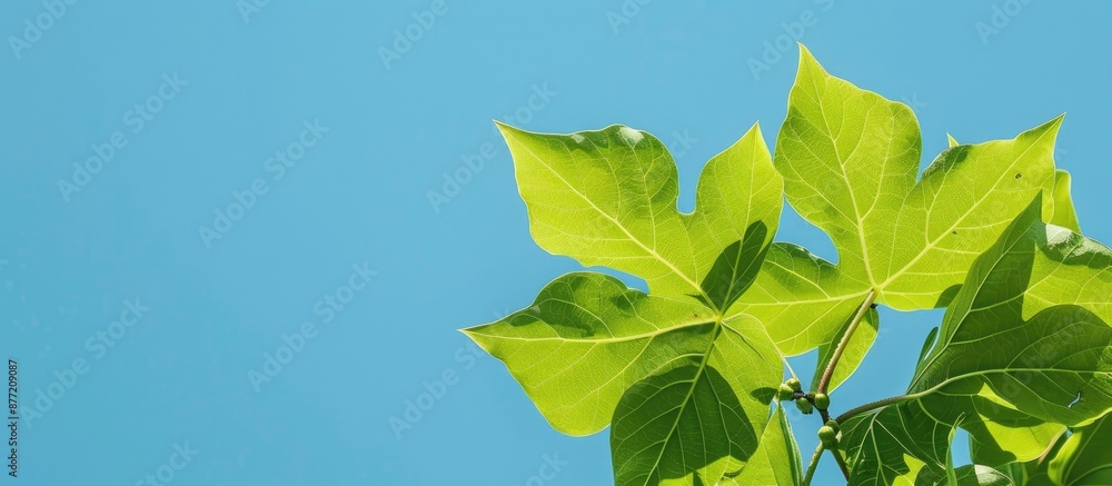 Tulip tree leaves also known as Tuliptree or American Tulip Tree shown ...