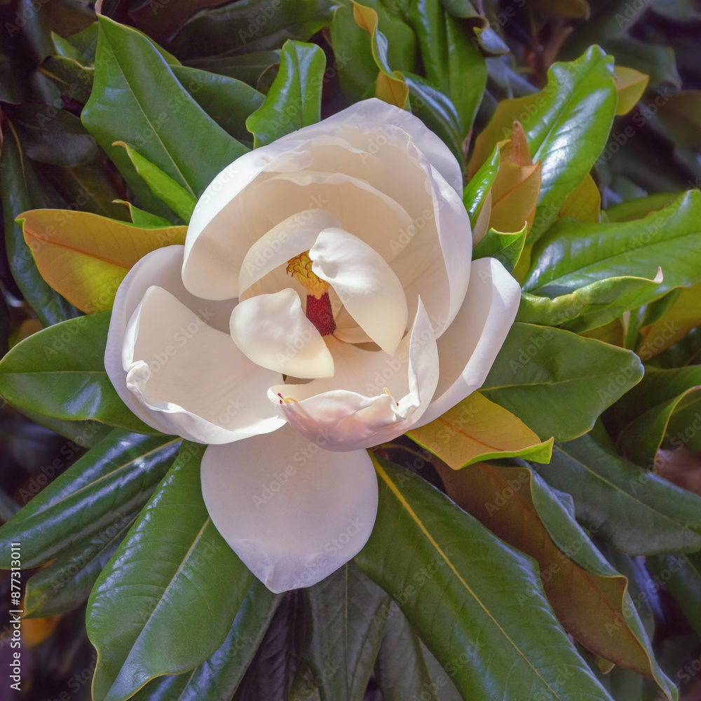 Beautiful white flower of southern magnolia tree, Magnolia grandiflora ...