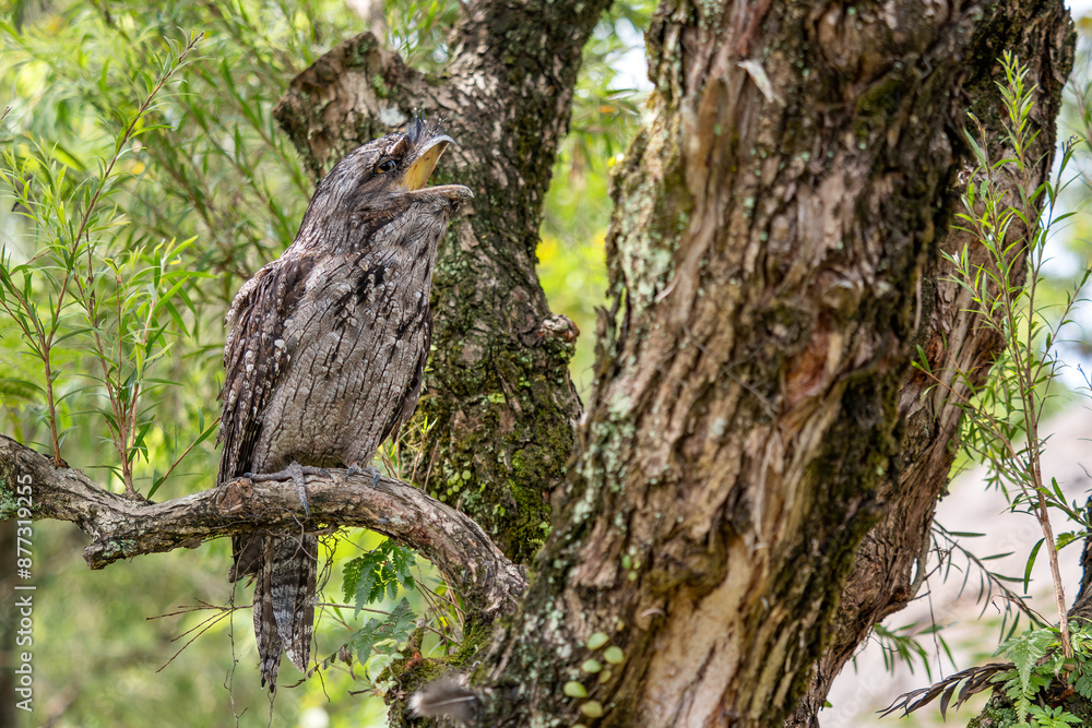 Tawny Frogmouth - Podargus strigoides, unique large nocturnal bird from ...