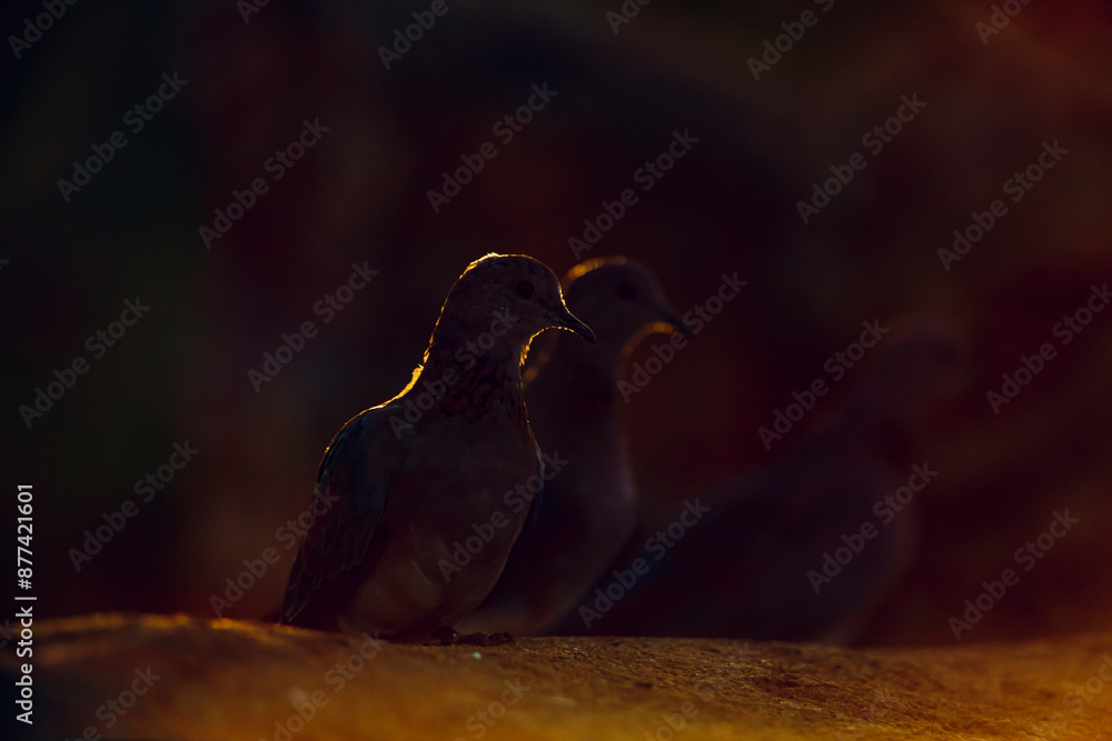 Laughing Dove backlit at dawn in Kruger National park, South Africa ...