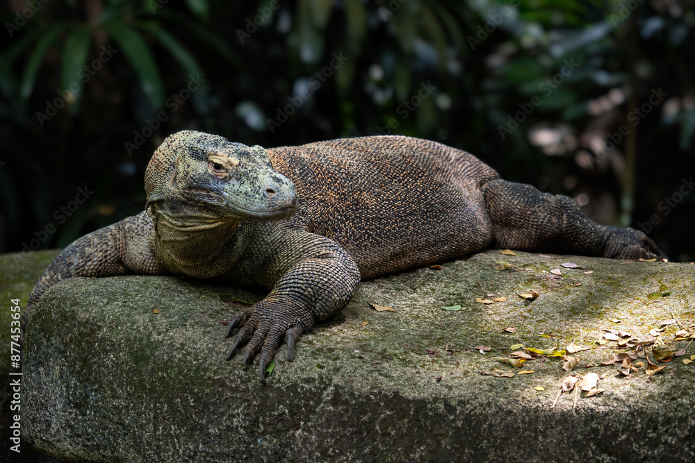 Komodo Dragon - Varanus komodoensis, portrait of large dangerous iconic ...