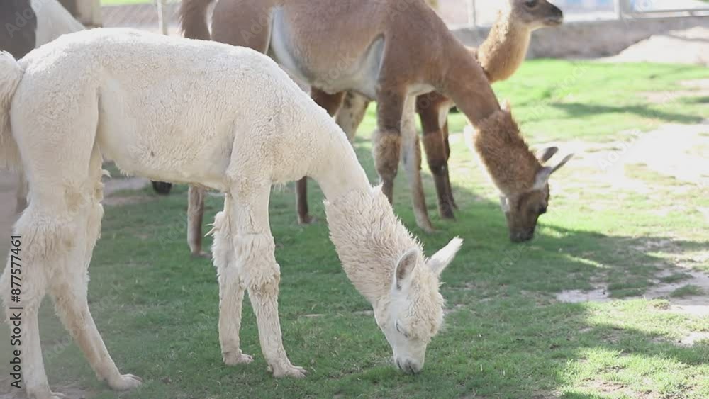 A Brown and white Alpaca full body standing in front In pakistan Zoo ...