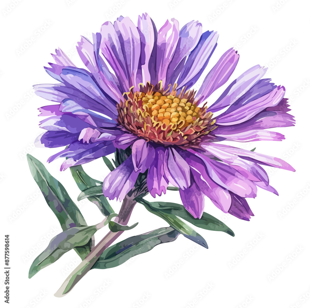 Watercolor Graphic vector of an Aster flower, isolated on a white ...