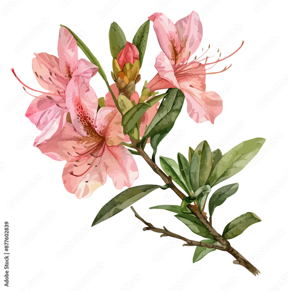 Watercolor drawing vector of Azalea plant, isolated on a white ...