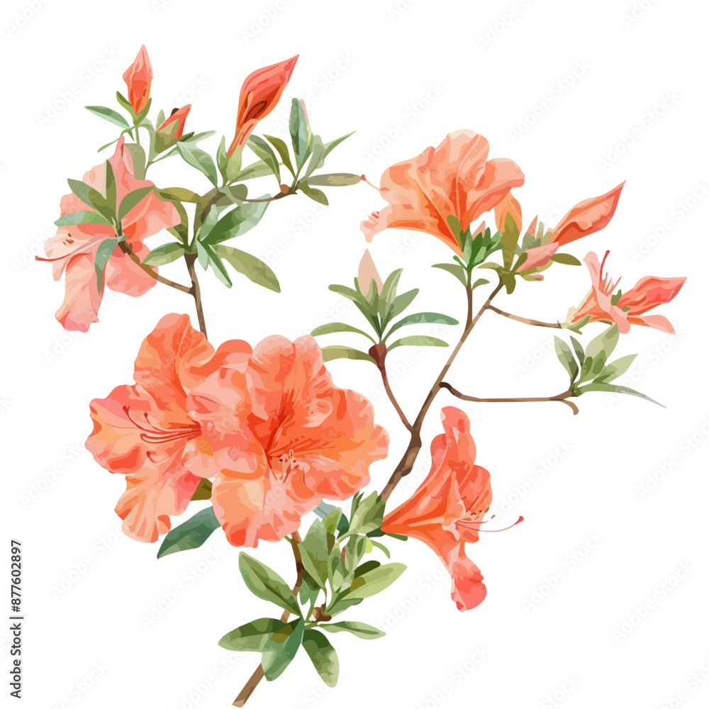 Watercolor drawing clipart of Azalea flower, isolated on a white ...