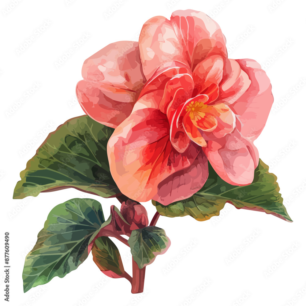 Watercolor drawing clipart of a Begonia flower, isolated on a white ...