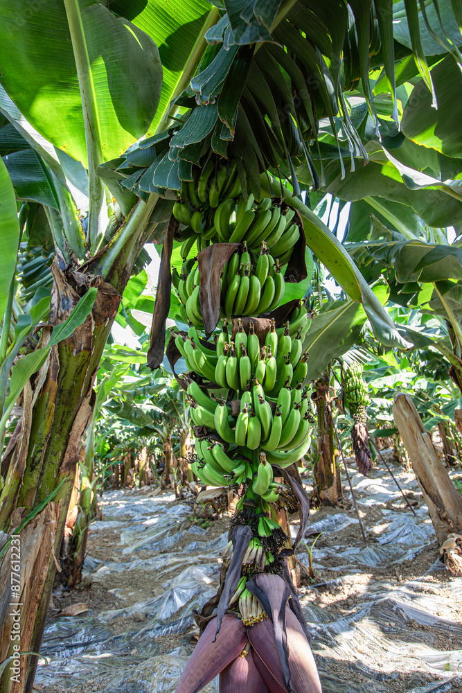 Green bananas hang in clusters in banana fields. Growing bananas on an ...