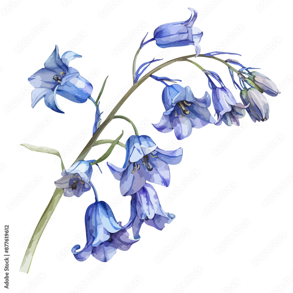 Watercolor vector of a Bluebell flower, isolated on a white background ...