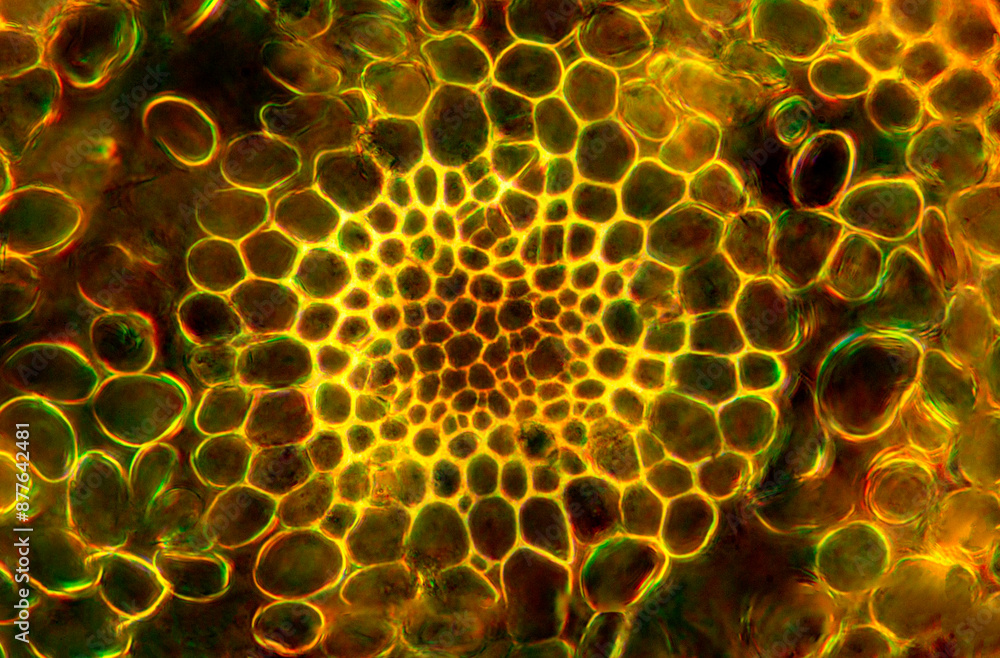 Seta Of A Polytrichum Moss In Cross Section With Polarization Stock