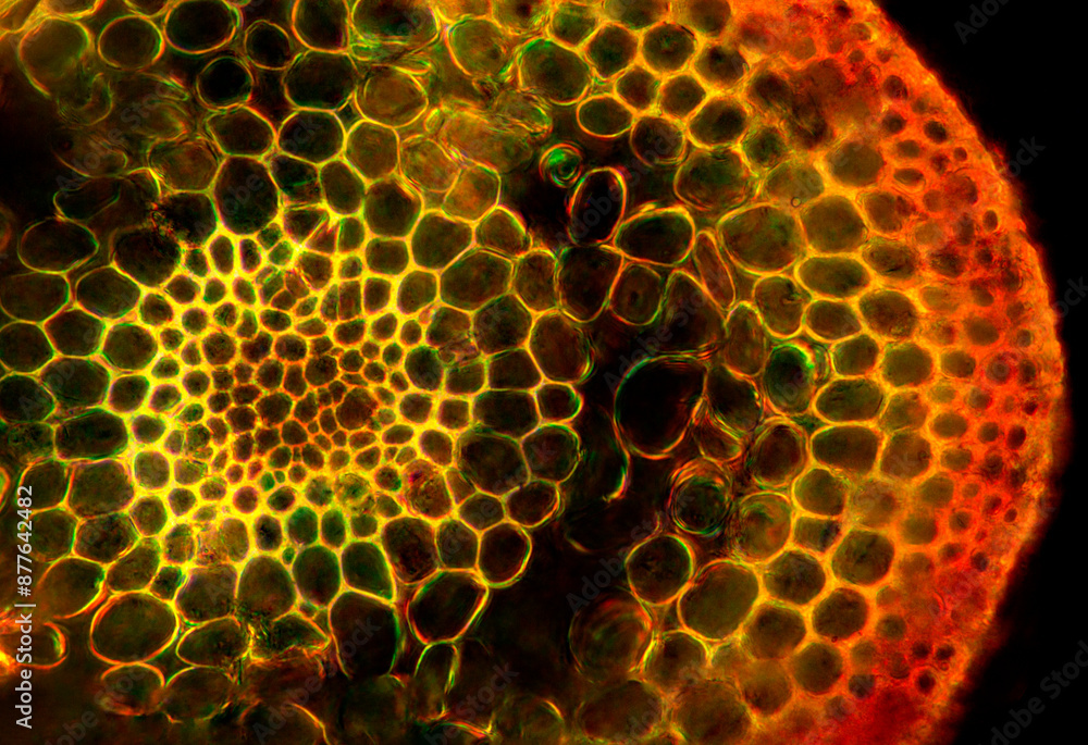 Seta of a polytrichum moss in cross section, with polarization. Stock ...